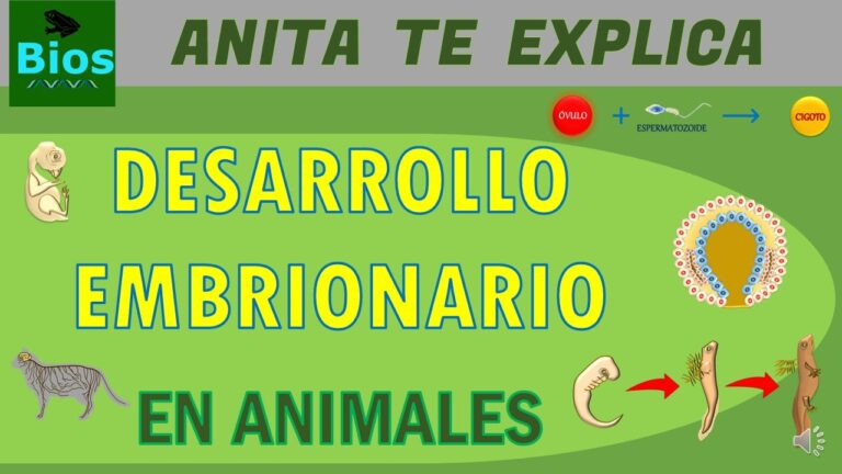 Todo sobre la Capa Externa de la Gástrula del Embrión Animal: Funciones ...