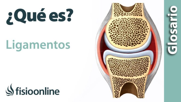 ¿Para Qué Sirven los Tendones y Ligamentos? Funciones Clave en el ...