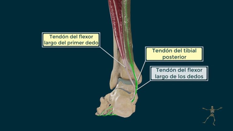 Flexor Común de los Dedos del Pie: Origen e Inserción Explicados ...