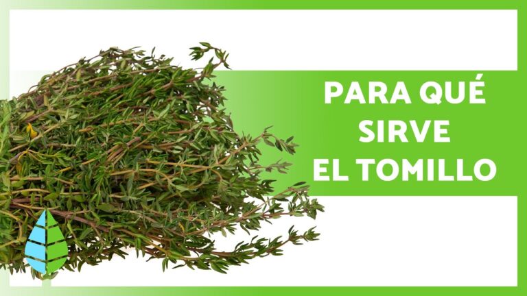 Descubre las Increíbles Propiedades del Tomillo para la Piel: Beneficios y Usos - Fisioterapia y ...