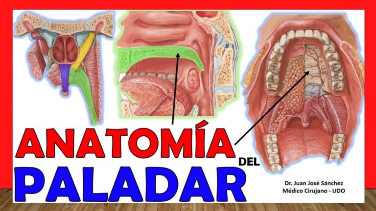 Huesos que Forman el Paladar Duro: Anatomía y Función Esencial ...