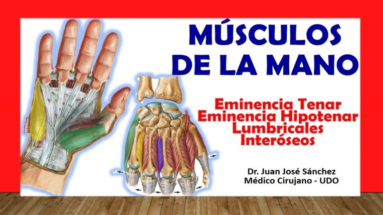 Todo sobre los Huesos y Músculos de la Mano: Anatomía y Funciones ...