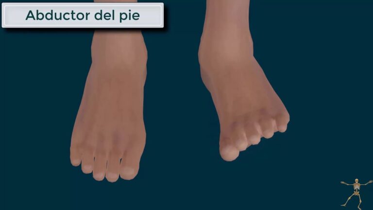 Todo sobre el Músculo Extensor Común de los Dedos del Pie: Función ...