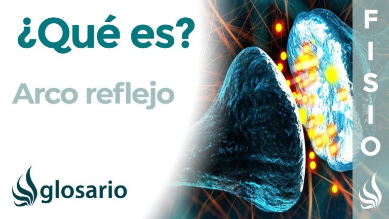 ¿Qué es el Arco Reflejo y el Acto Reflejo? Explicación Completa y ...